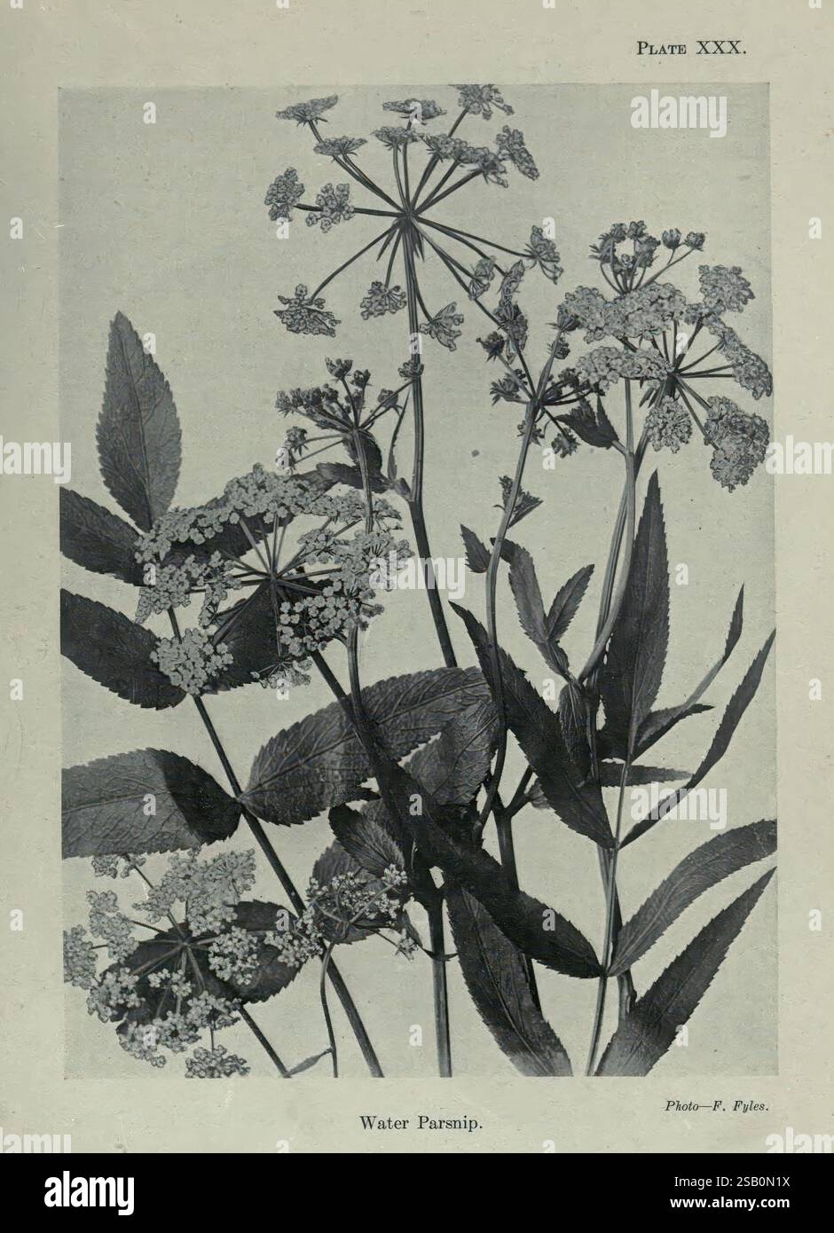 A detailed illustration features a plant identified as Water Parsnip ...