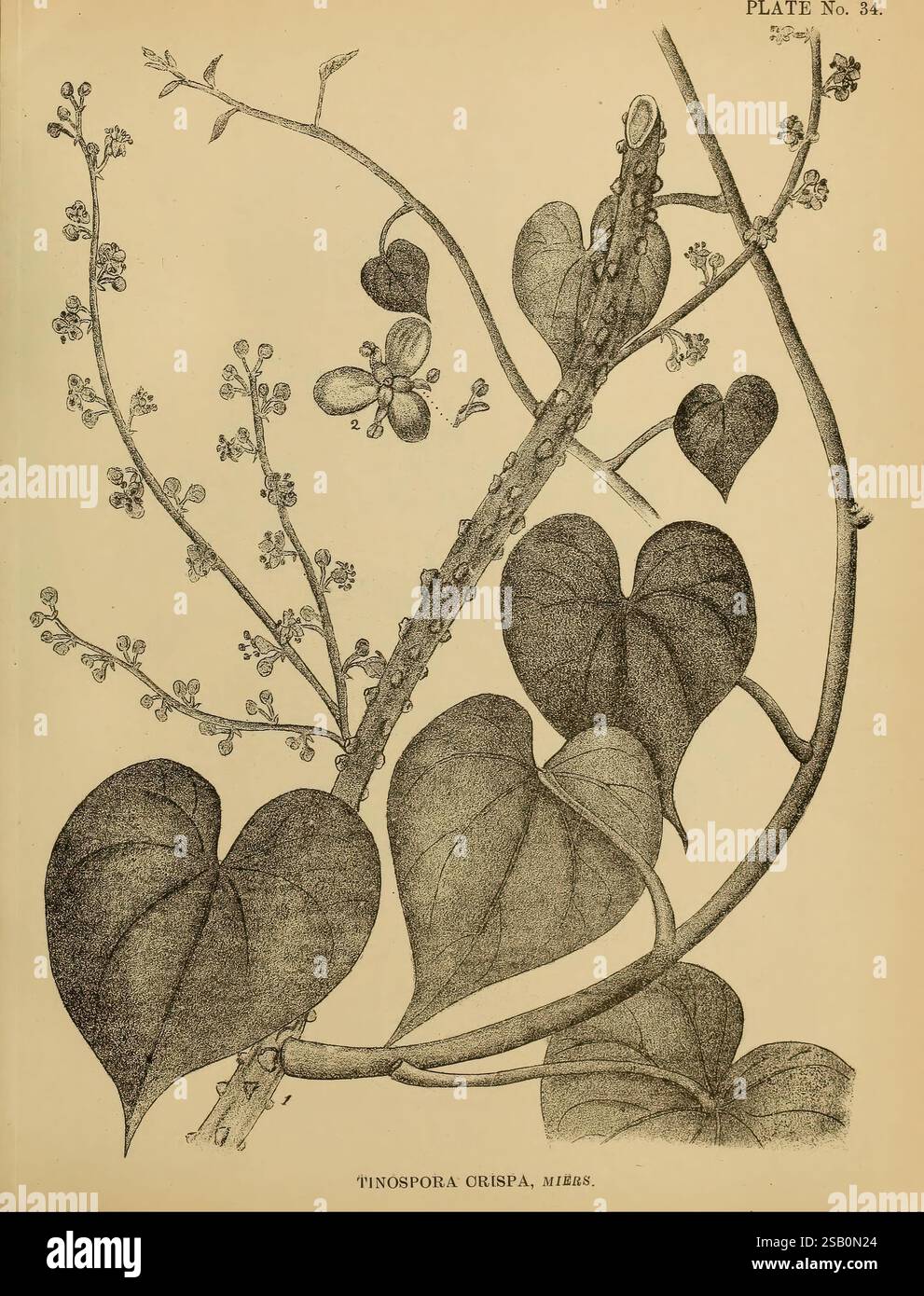 Tinospora crispa plant hi-res stock photography and images - Alamy