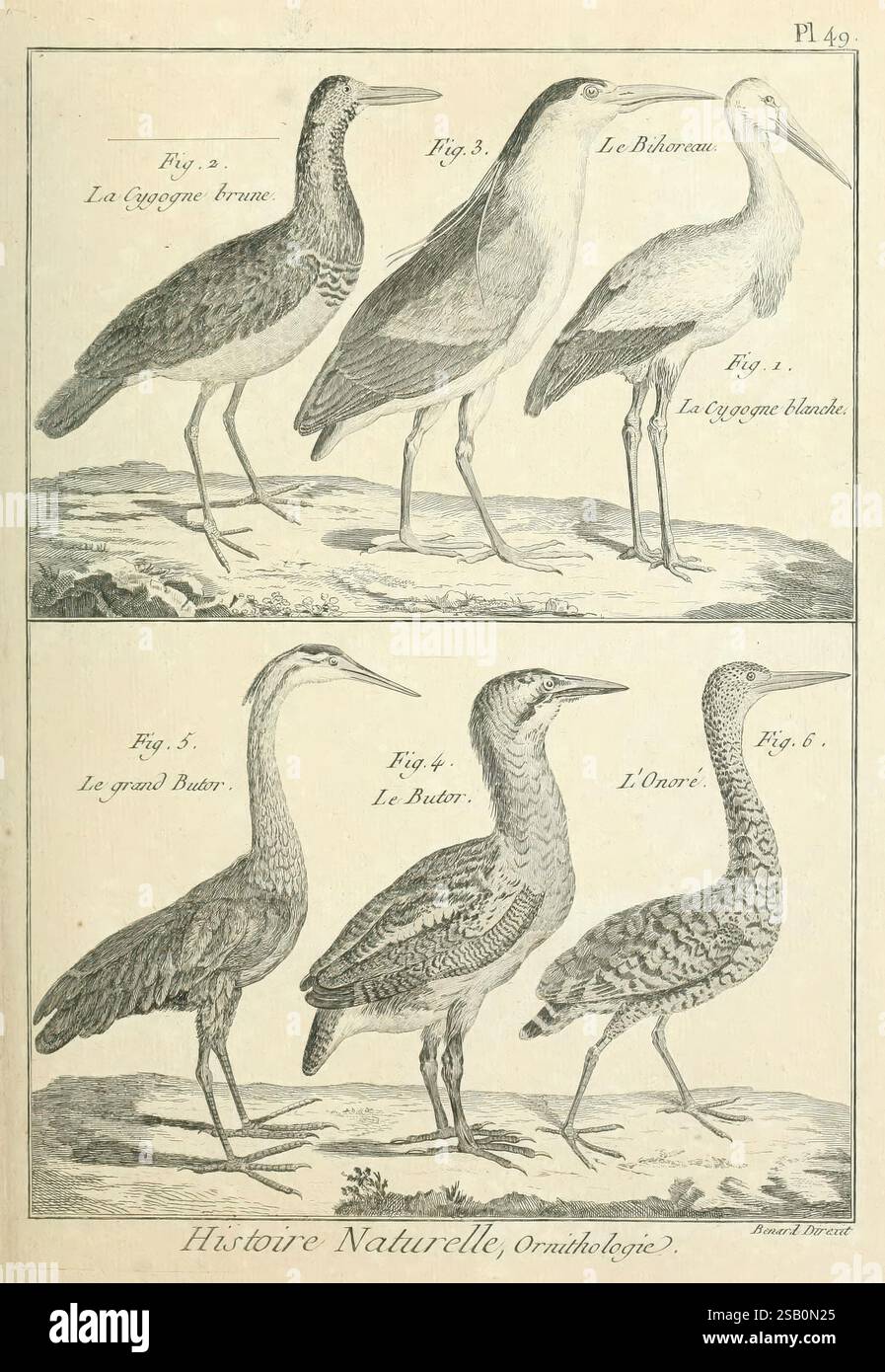 This illustration showcases a series of six distinct bird species ...