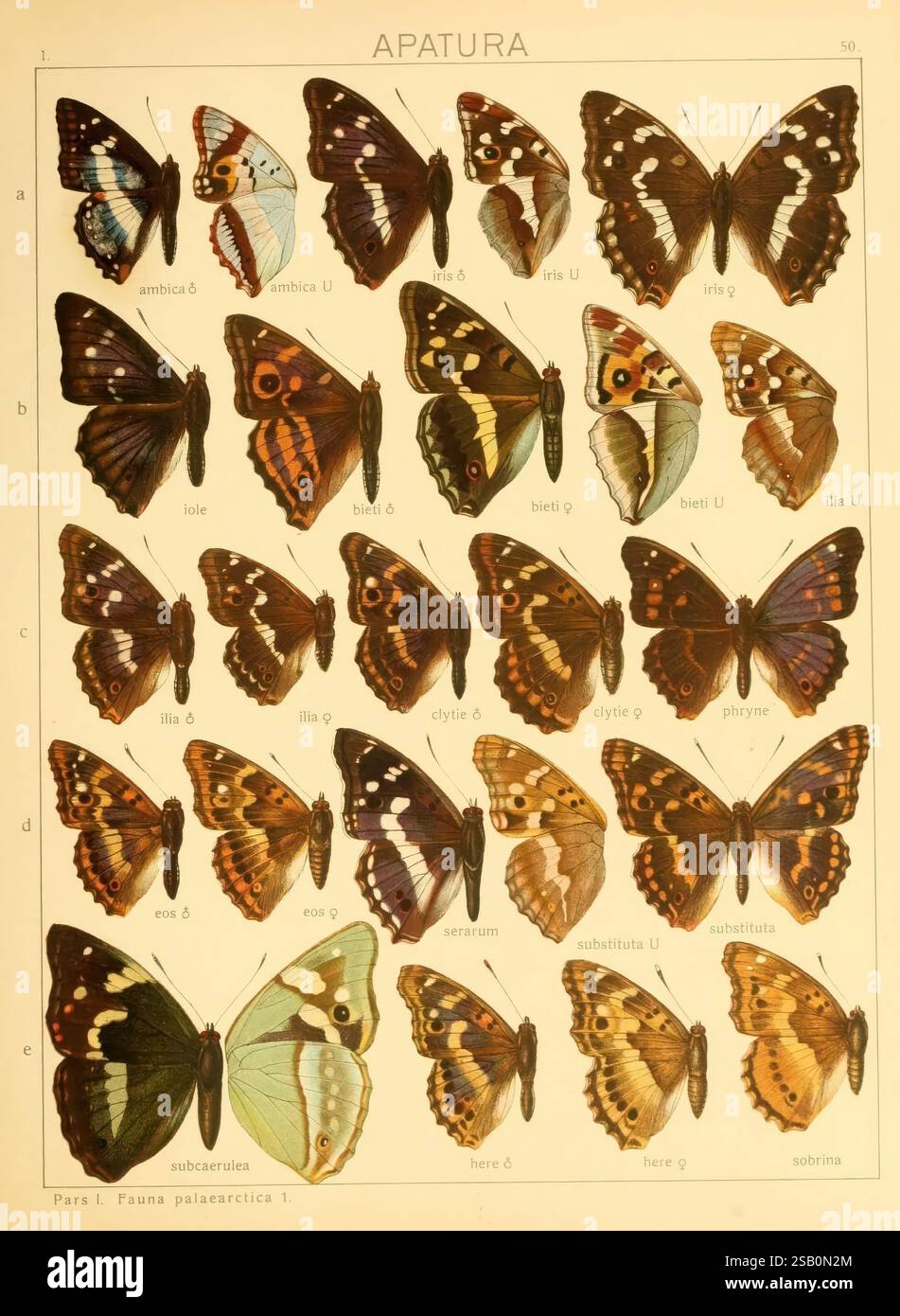 The Macrolepidoptera of the world, Stuttgart, Seitz'schen (Kernen ...