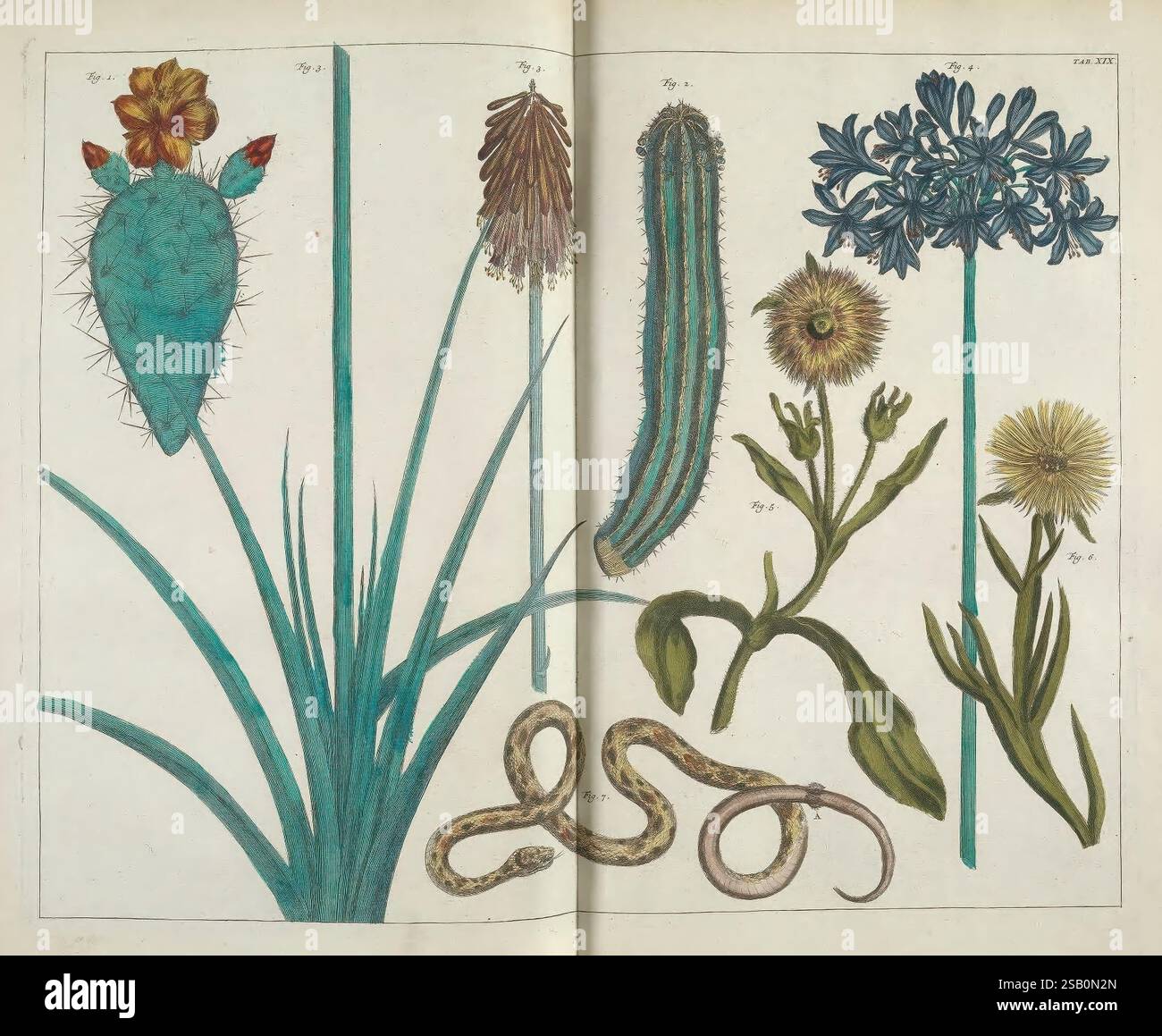 1734 1765 natural history hi-res stock photography and images - Alamy