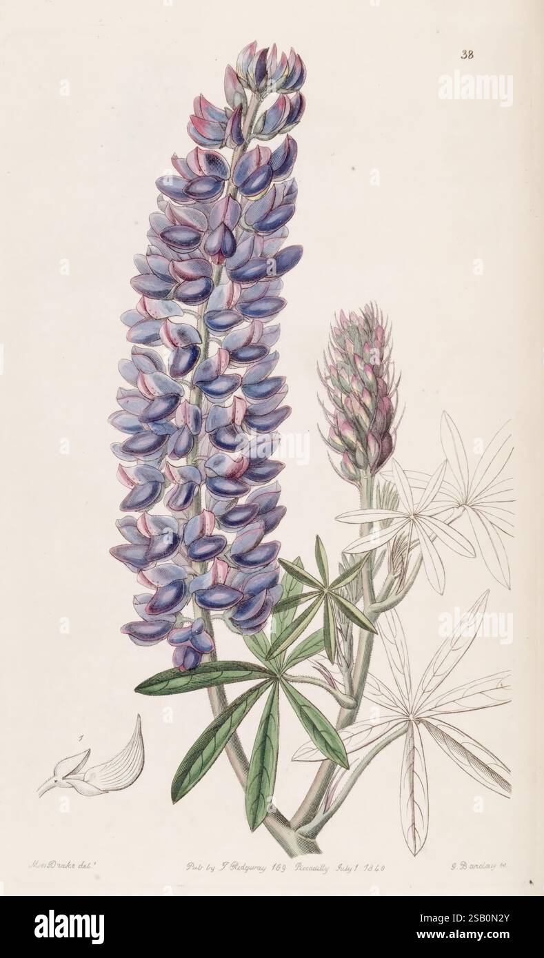 Edwards's Botanical Register, London, James Ridgway, 1829-1847, 1829 ...