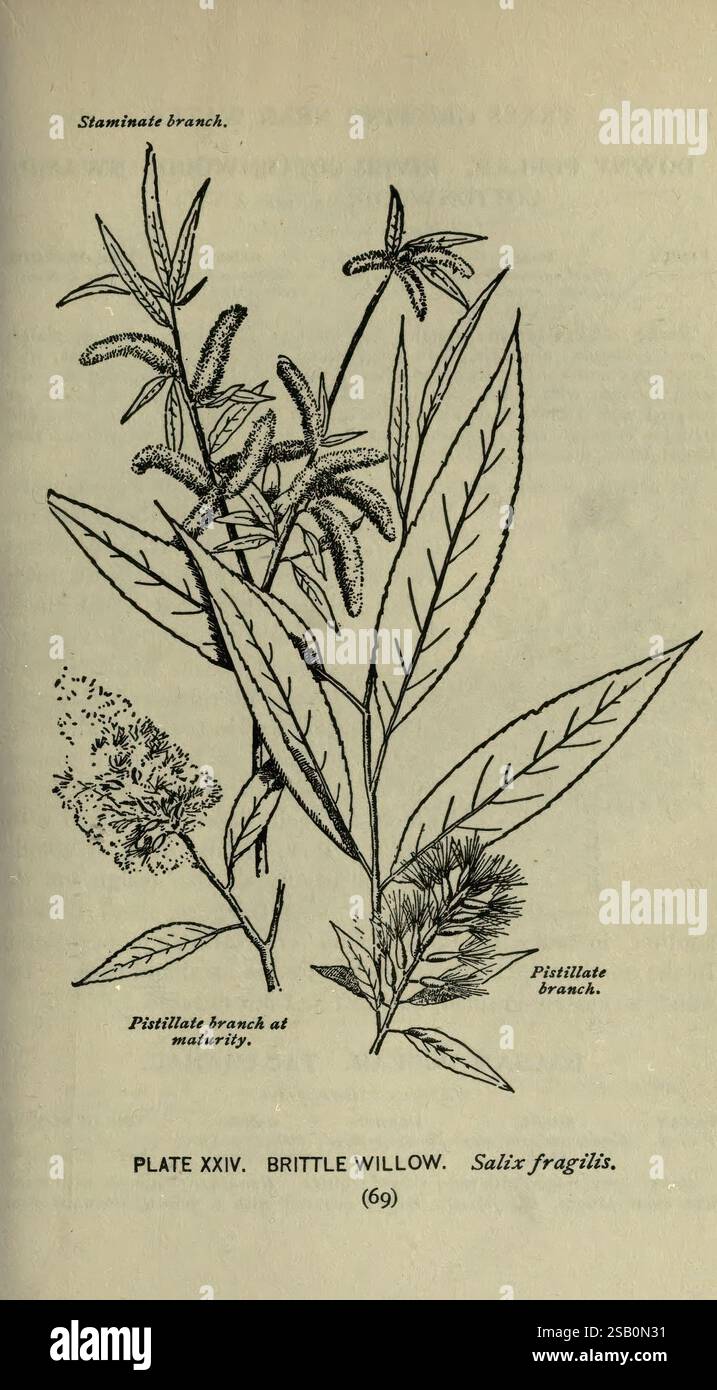 A guide to the trees New York F.A. Stokes c1900 trees United States ...