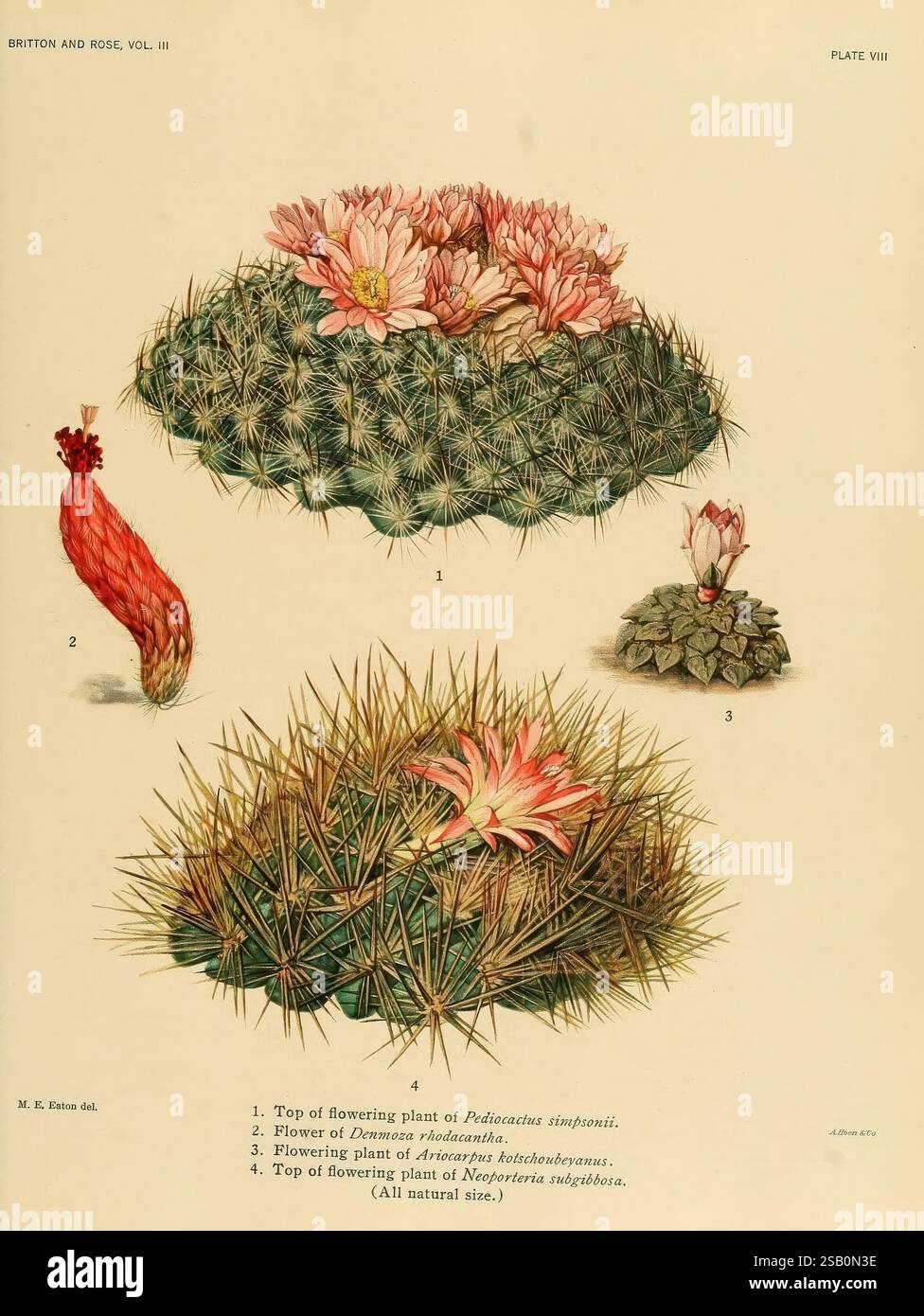Washington 1919 1923 cactaceae classification pictorial hi-res stock photography and images - Alamy
