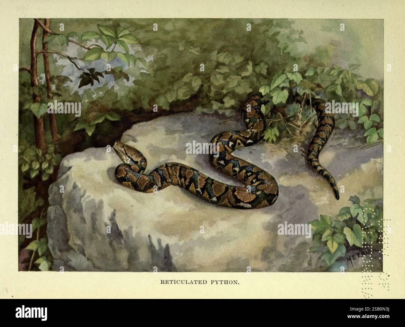 The American natural history New York C. Scribner's Sons 1914 Natural ...