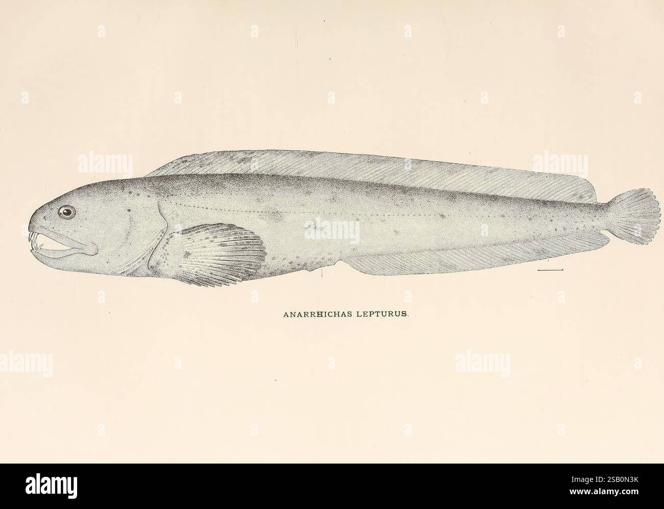 Distinguishing names hi-res stock photography and images - Alamy