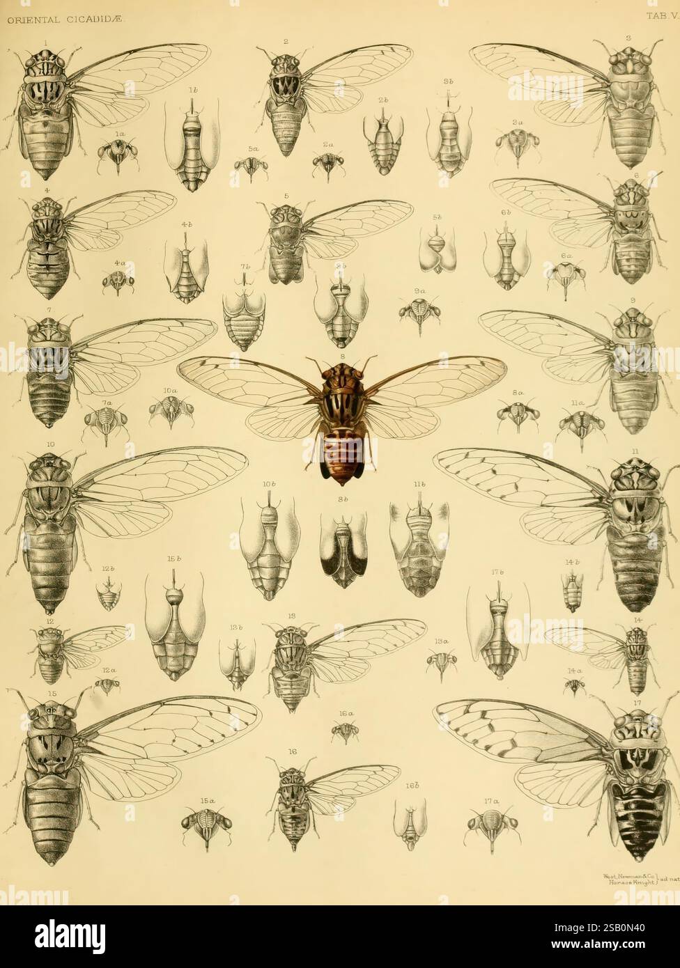 Different cicada types hi-res stock photography and images - Alamy