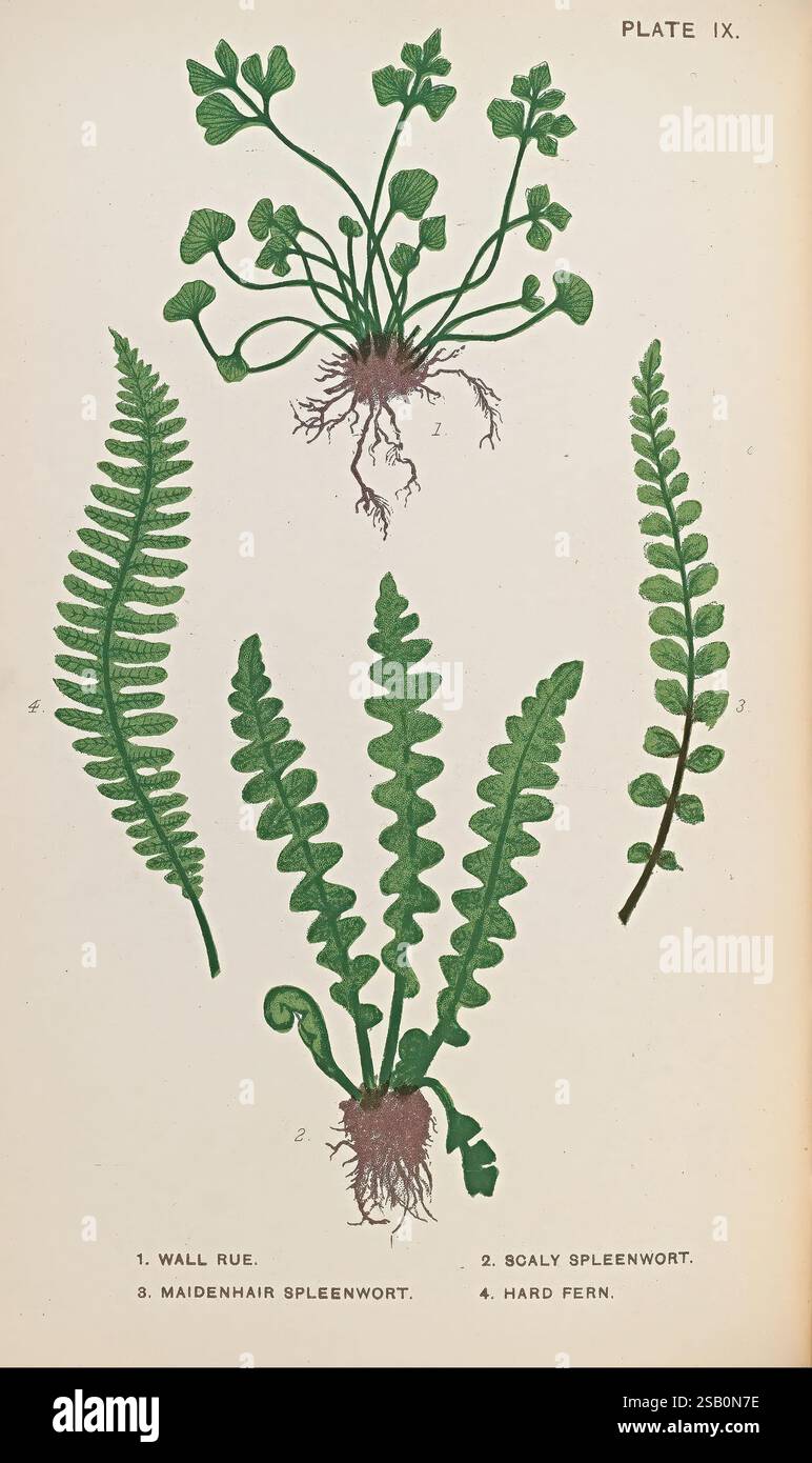 British ferns London Gibbings 1903 filices Great Britain ferns spores ...