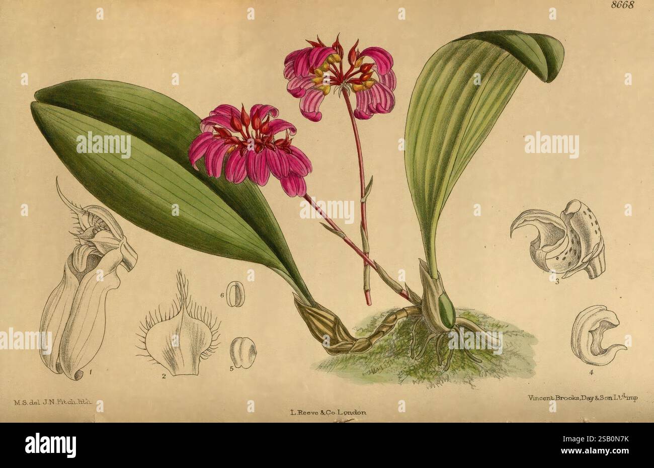 Curtis's Botanical Magazine, London, New York, botanical illustration ...