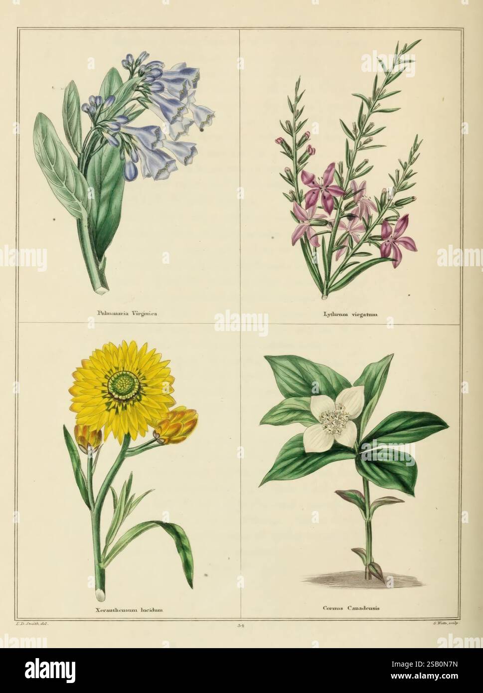 The botanic garden, London, Simpkin & Marshall, 1825, botany ...