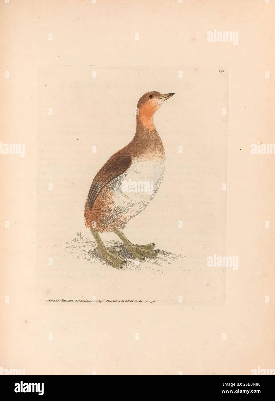 The birds of Great Britain, 1795-1801, museum of comparative zoology ...