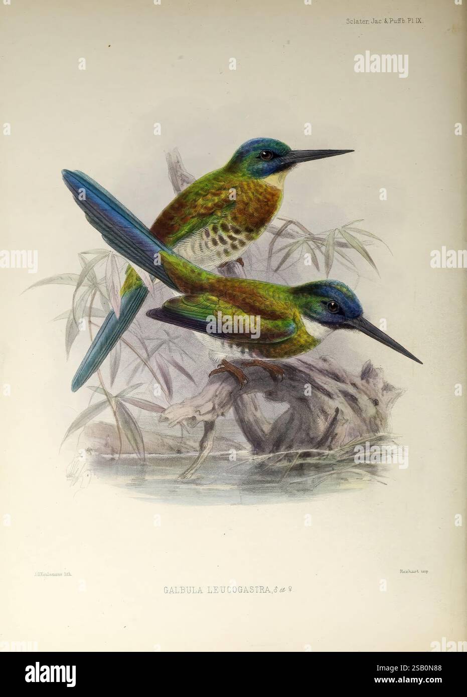 1882 bucconidae jacamars museum hi-res stock photography and images - Alamy