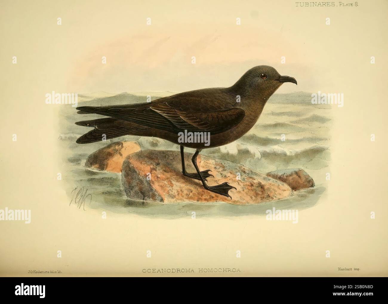 Petrels order hi-res stock photography and images - Alamy