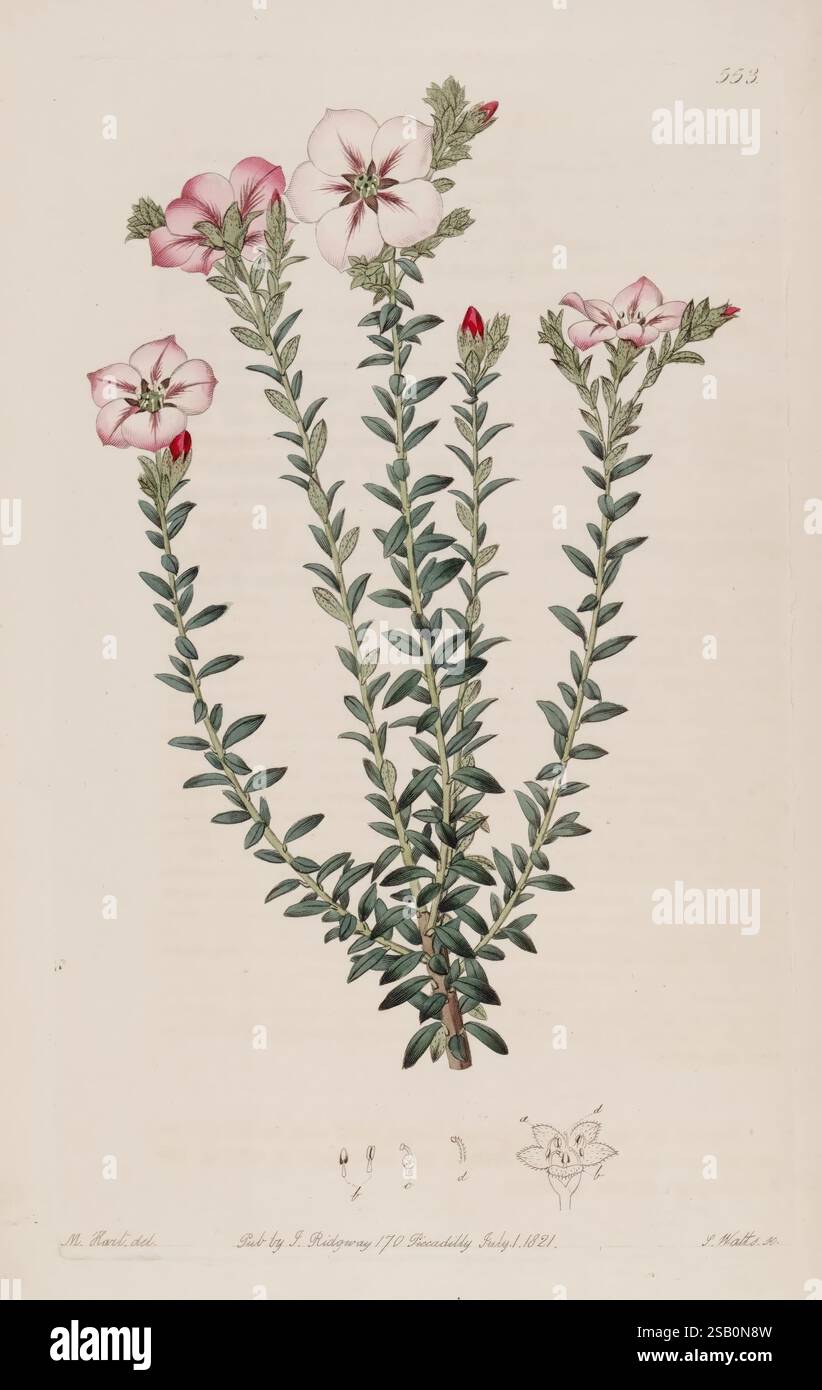 The Botanical Register, London, Printed for James Ridgway, 1815-1828 ...