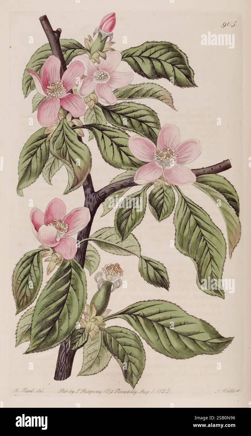 The Botanical Register, London, Printed for James Ridgway, 1815-1828 ...