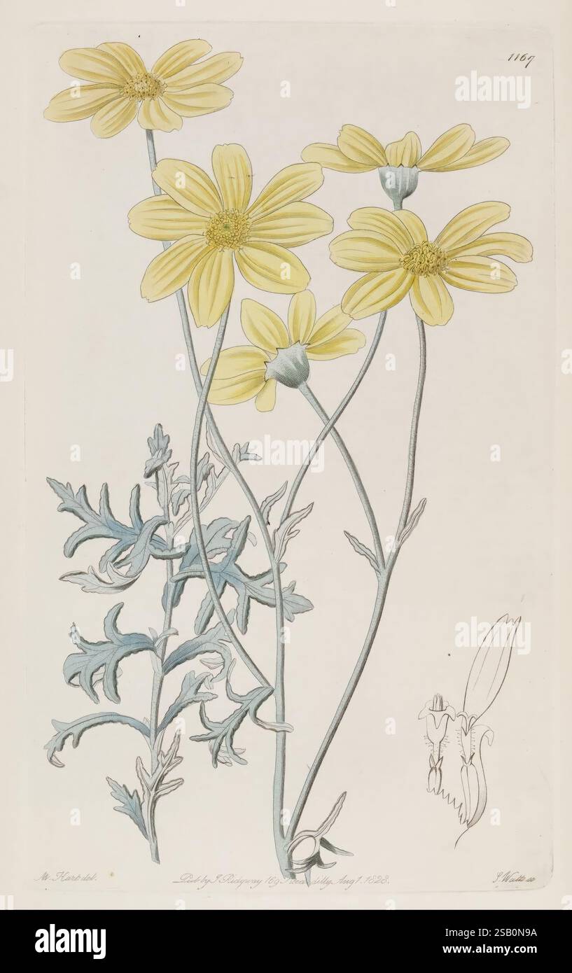 The Botanical Register London Printed for James Ridgway 1815-1828 1815 ...