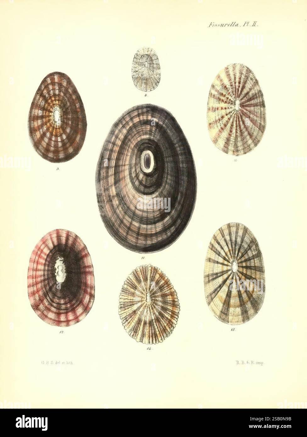 Conchologia iconica, or Illustrations of the shells of molluscous ...