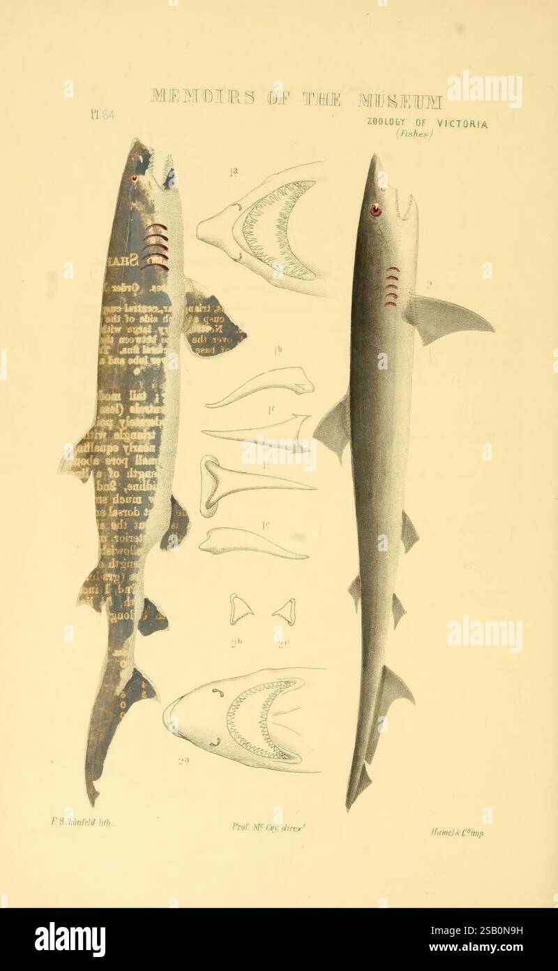 Australian tope shark hi-res stock photography and images - Alamy