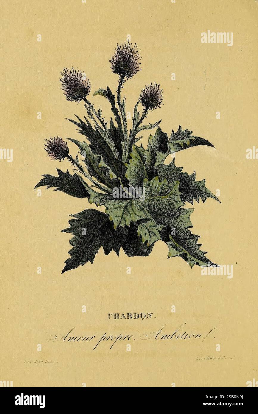 1832 flower language hi-res stock photography and images - Alamy