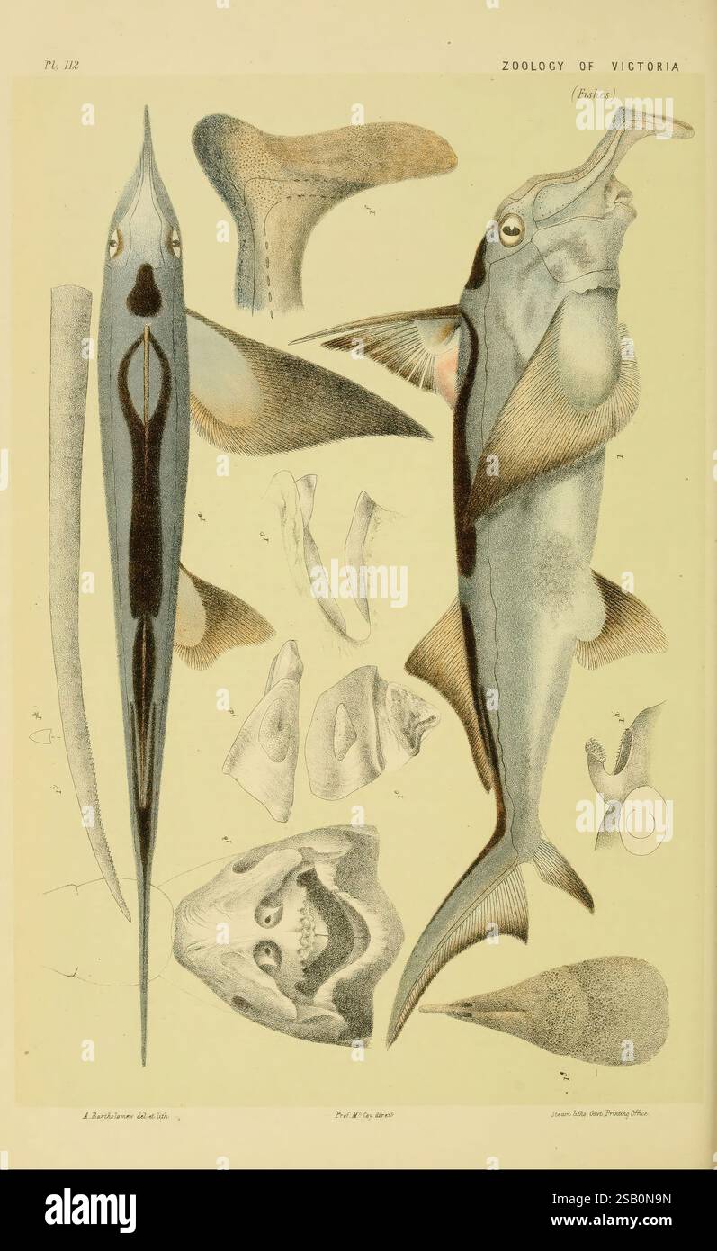 Natural History of Victoria, Dec. 11-15 Melbourne, J. Ferres ...