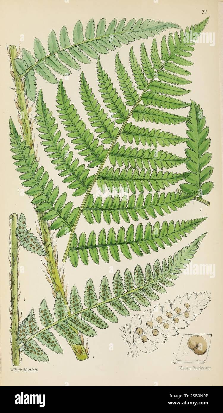 Nephrodium remotum hi-res stock photography and images - Alamy