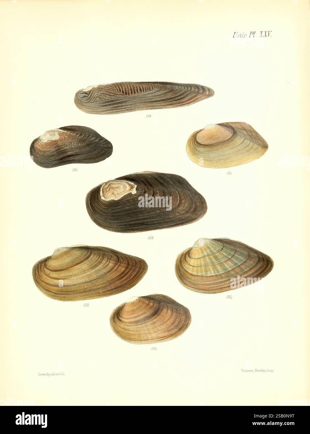 Conchologia iconica, or Illustrations of the shells of molluscous ...
