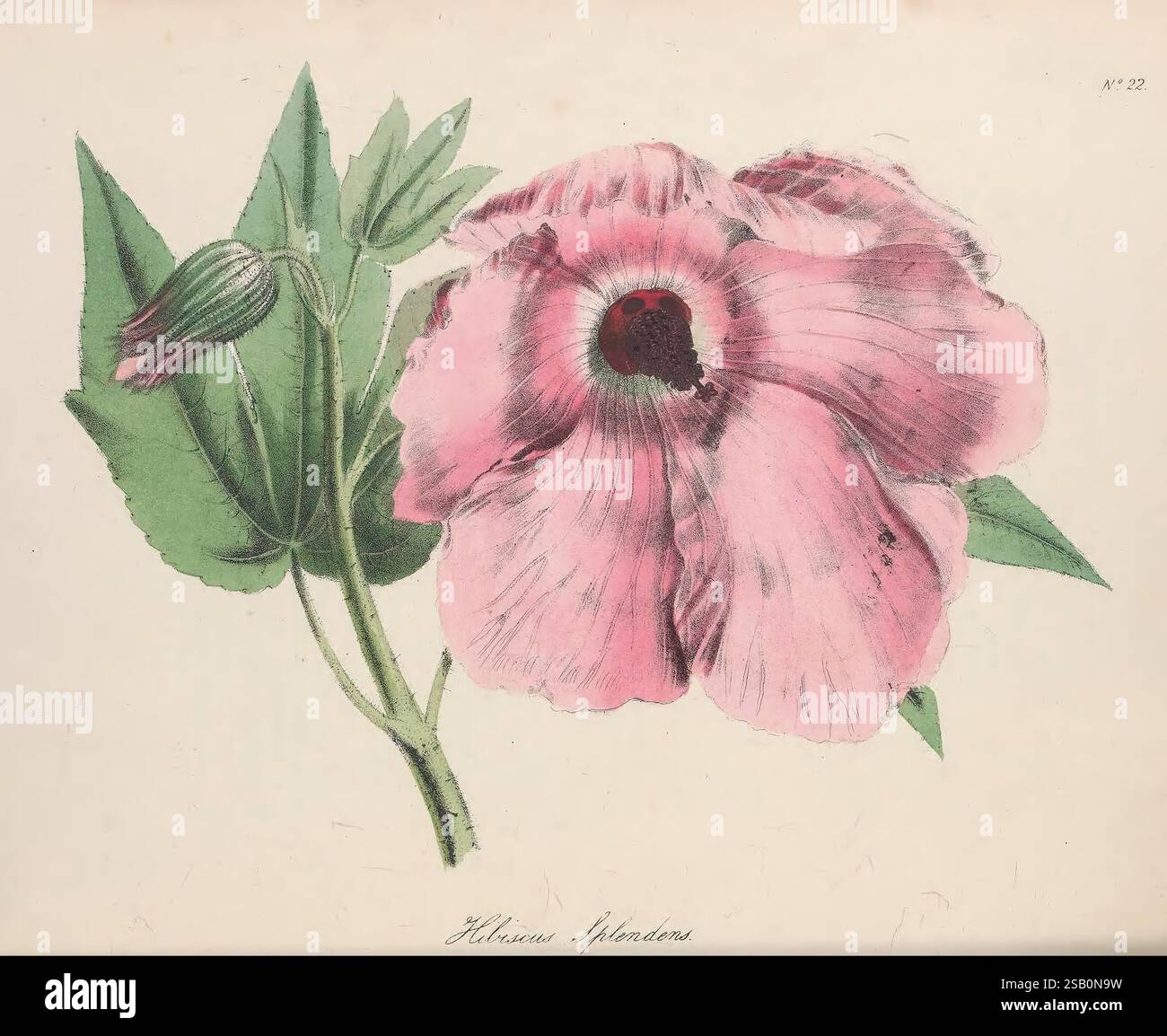 1837 1840 botanical illustration botany hi-res stock photography and ...