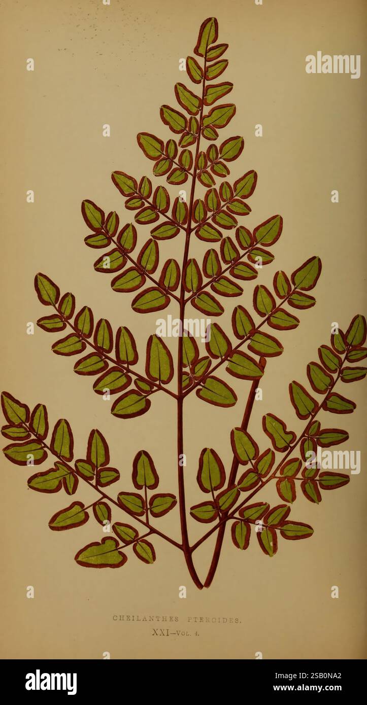 Ferns: British and exotic V.4 1856-60, ferns, cheilanthes pteroides ...