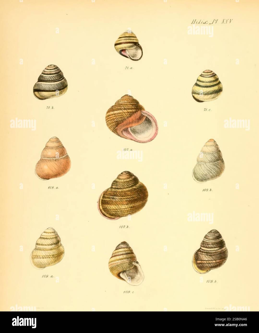 Conchologia Iconica, or Illustrations of the Shells of Molluscous ...