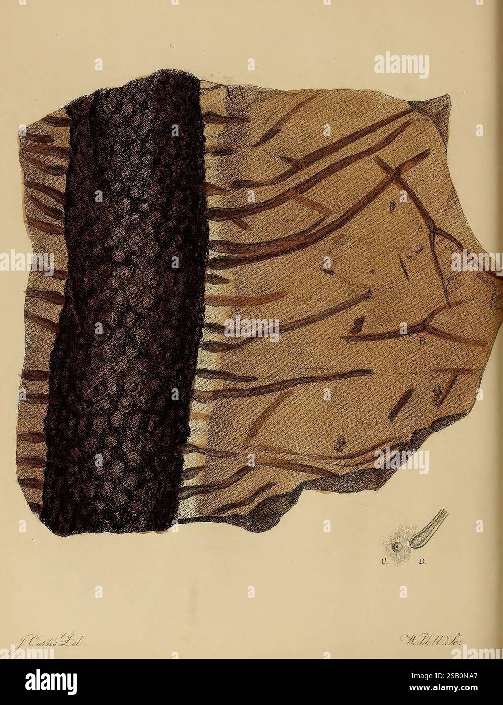 A pictorial atlas of fossil remains 1850. paleontology, pictorial works ...