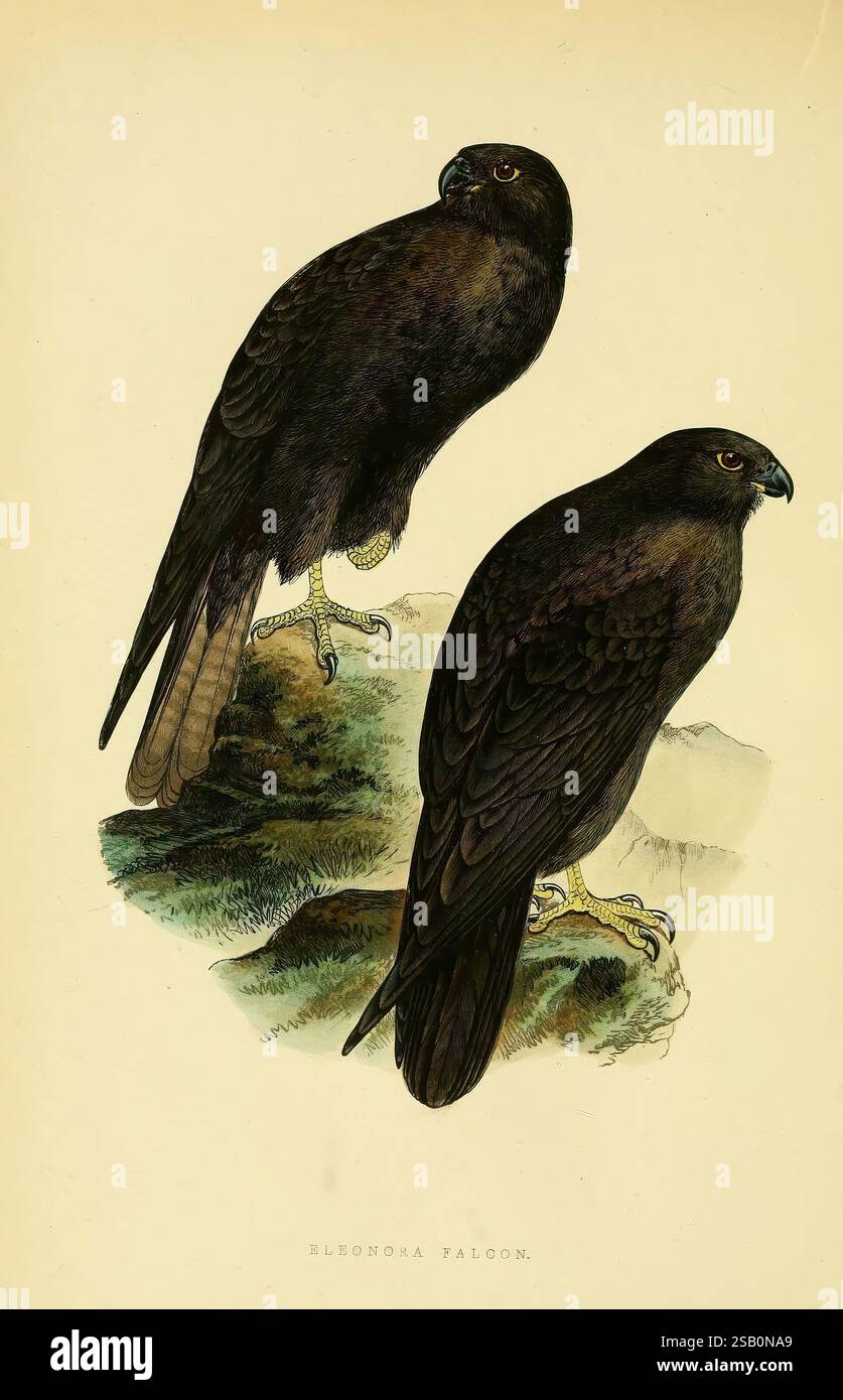 A history of the birds of Europe, not observed in the British Isles, v ...