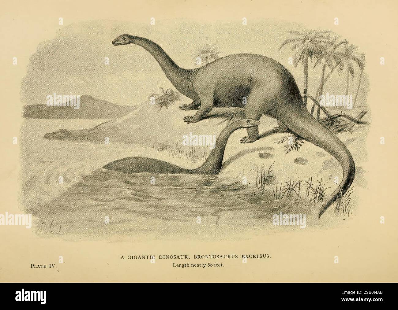 Extinct monsters London, Chapman & Hall, 1896. Extinct animals Paleontology Apatosaurus excelsus ...
