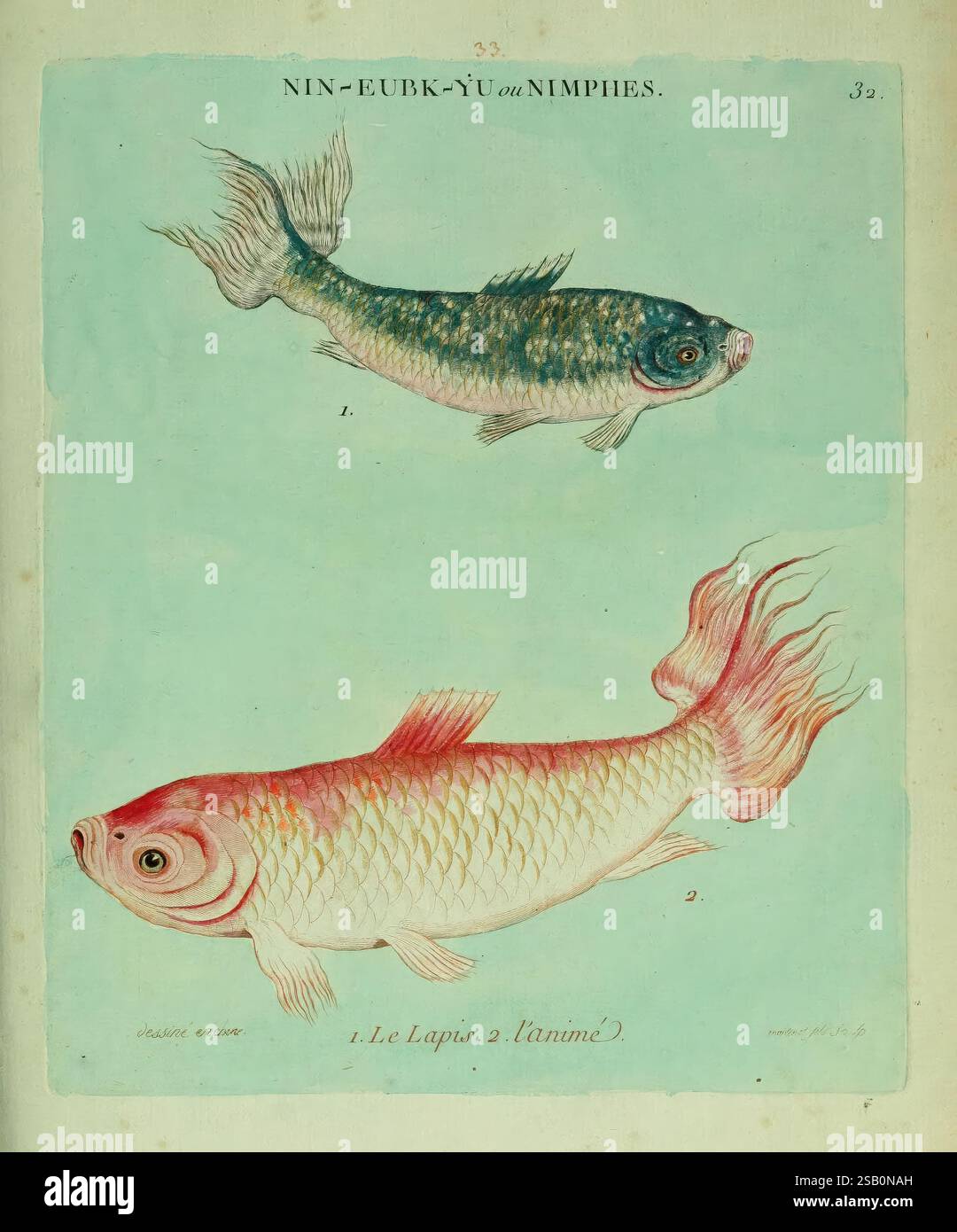 Family cyprinidae pictorial hi-res stock photography and images - Alamy