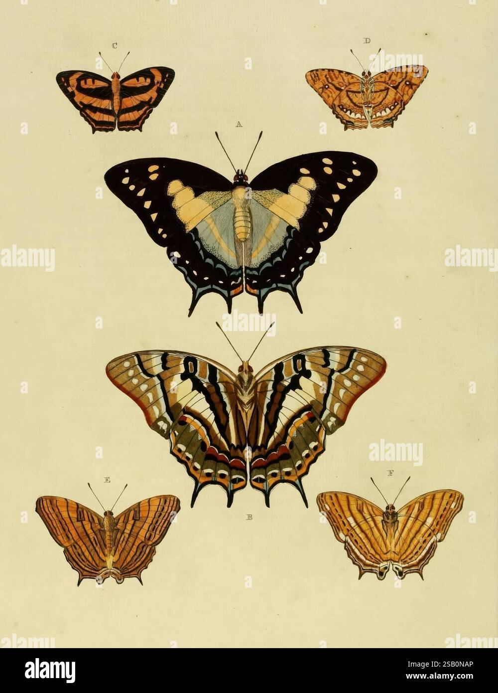 Lepidoptera arthropoda suriname pictorial works hi-res stock ...