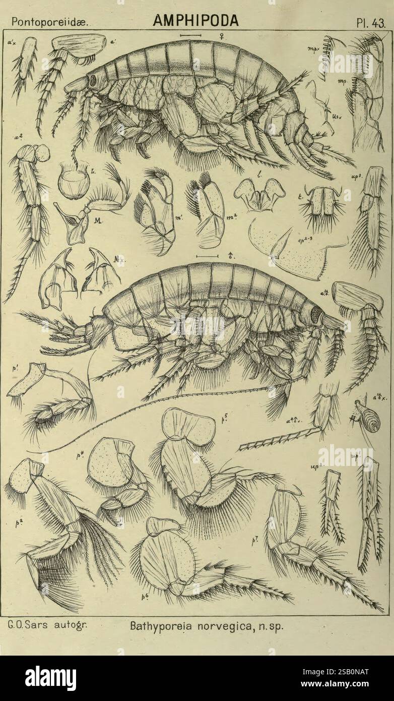 V 1 amphipoda hi-res stock photography and images - Alamy