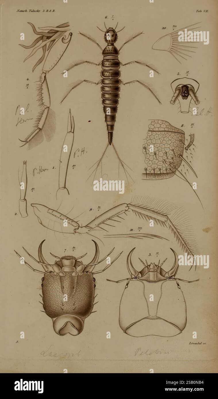 Arthropoda larva arthropod coleoptera insecta scientific hi-res stock ...
