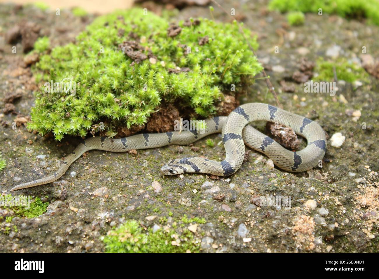 Asia Sri Lanka Beautiful Common Kukri Snake Stock Photo - Alamy