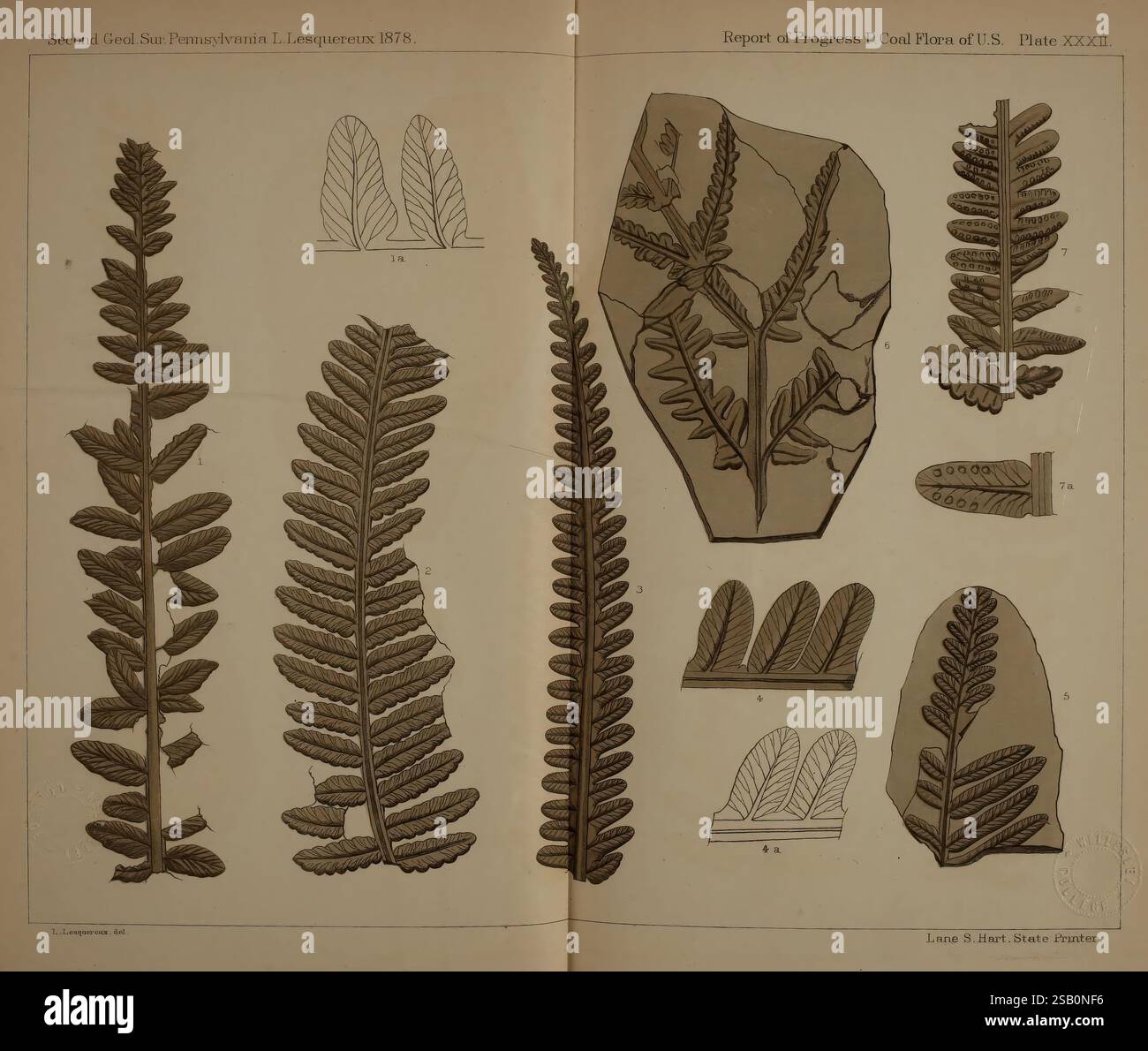 Description, of, the, coal, flora, of, the, Carboniferous, formation ...