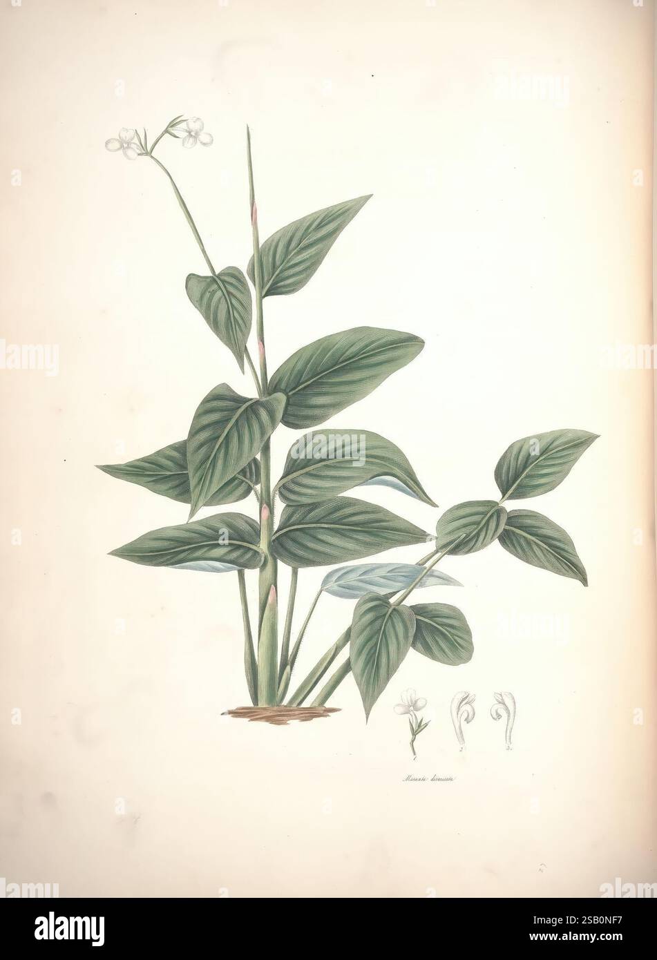 Maranta gibba hi-res stock photography and images - Alamy