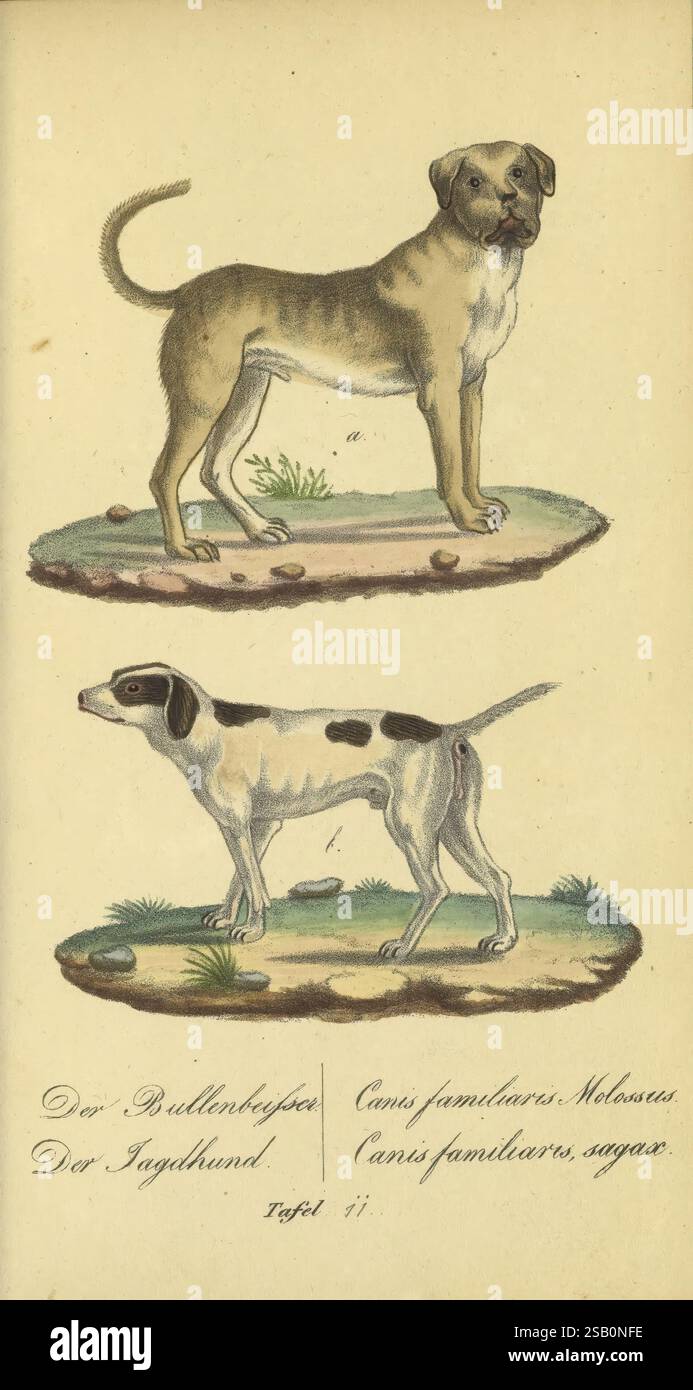 1832 germany mammals pictorial hi-res stock photography and images - Alamy