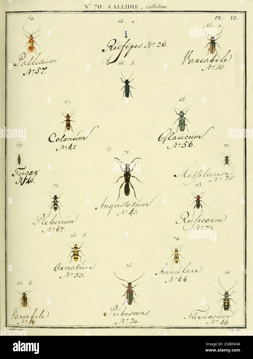 Entomologie, ou, Histoire naturelle des insectes, A Paris, De l ...