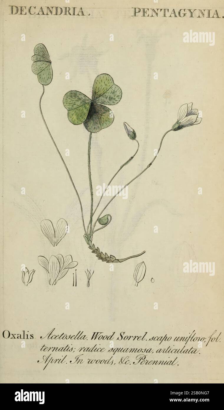 Flora britannica indigena hi-res stock photography and images - Alamy