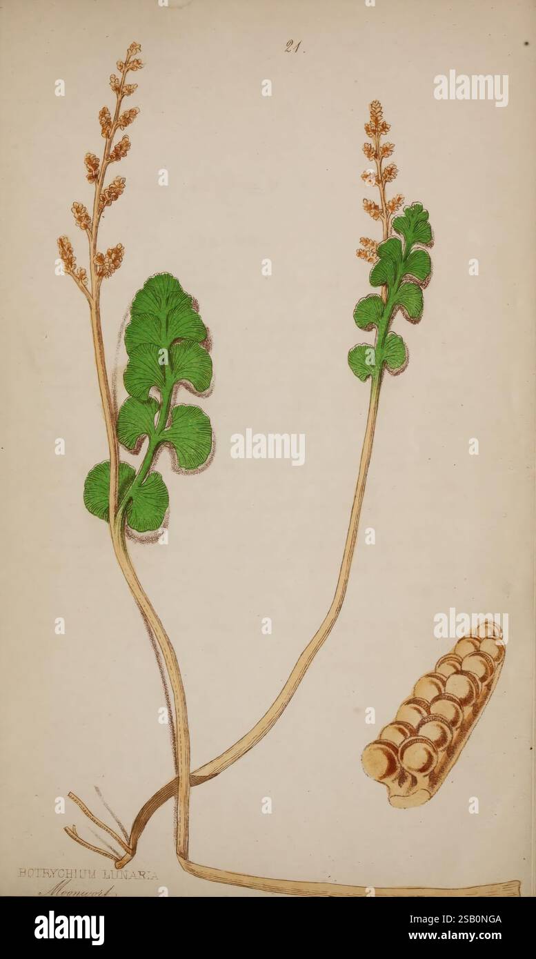 The ferns of Derbyshire London Wertheim Macintosh Hunt 1861 Derbyshire ...