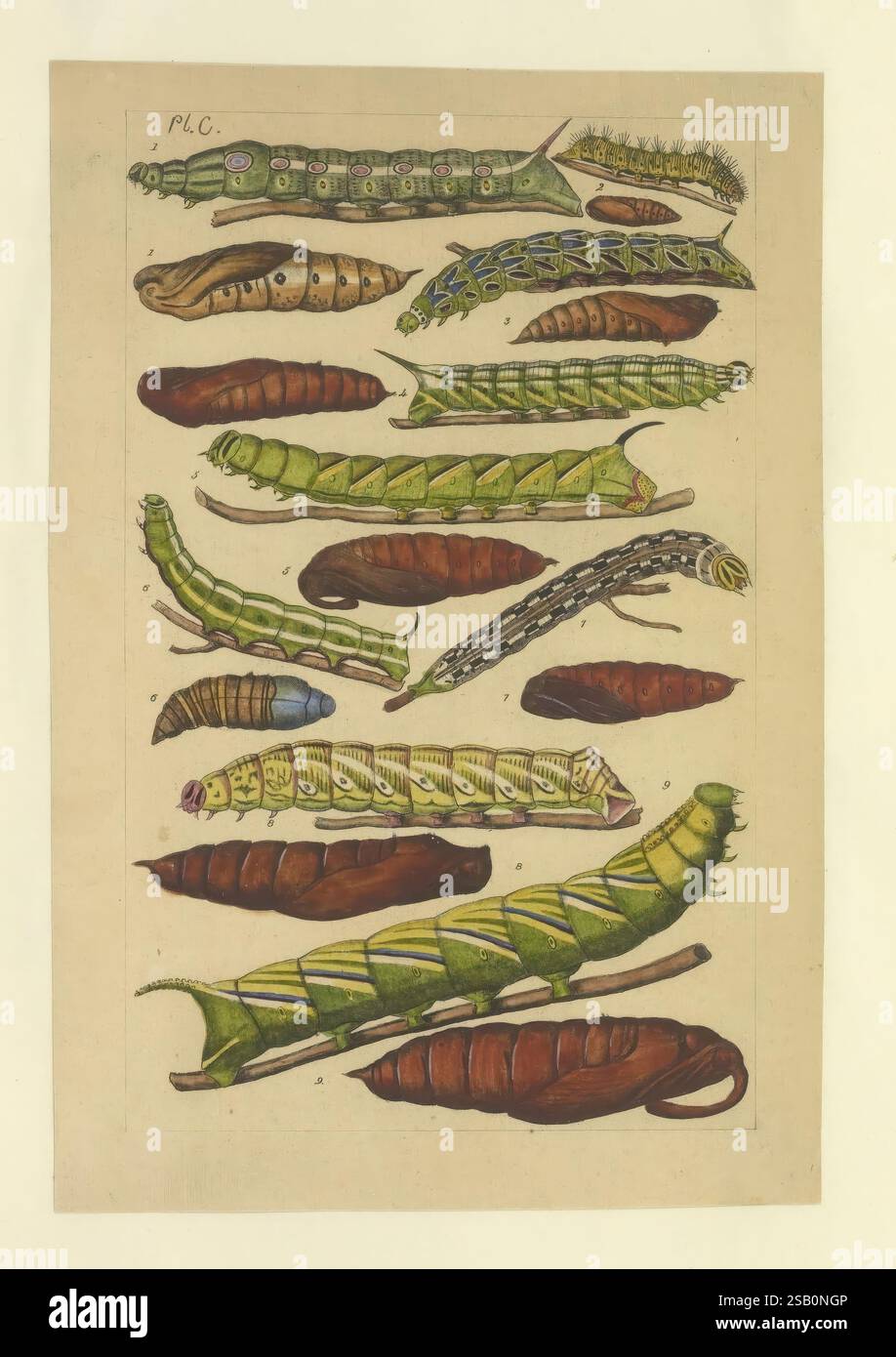 Lepidoptera Manuscript Between 1873-1883? Lepidoptera Life cycles ...