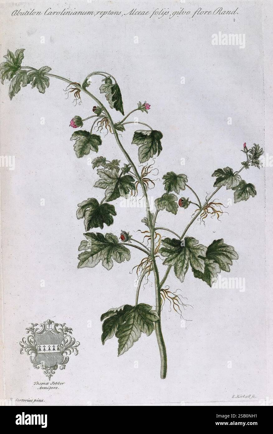 Joannis Martyn Historia plantarum rariorum, Londini, Ex Typographia ...