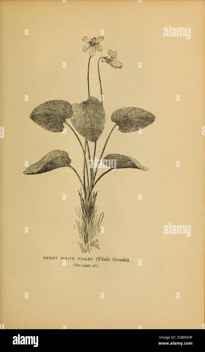 Harper's guide to wild flowers, New York, 1912, United States ...