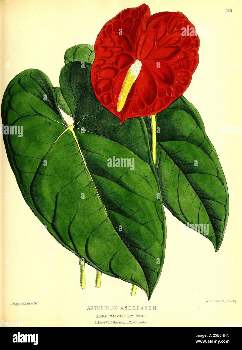 The floral magazine, London, L. Reeve & Co, flower gardening, flowers ...