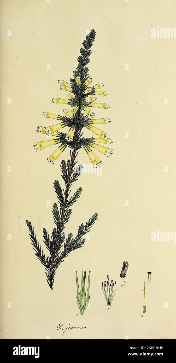 1845 ericas heather pictorial works hi-res stock photography and images ...