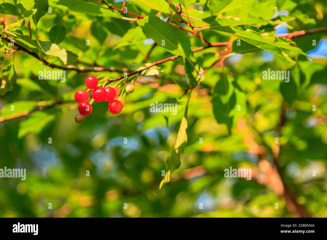A cluster of red berries hanging from a tree. The berries are ripe and ...