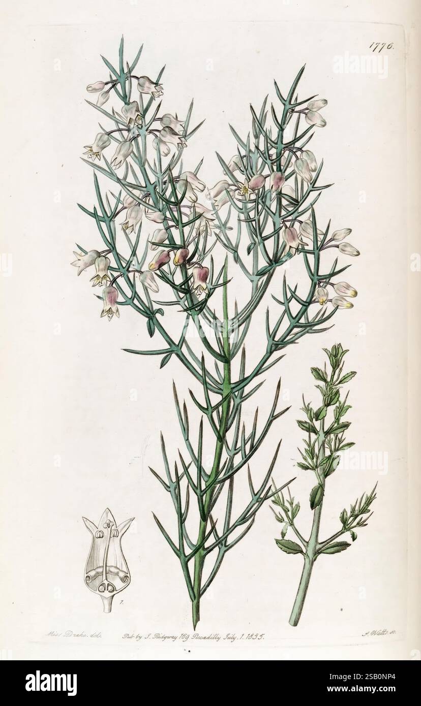 Plant introduction plants ornamental 85 sarah ann drake 2 women hi-res ...